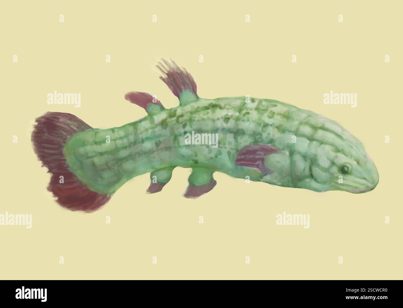 Macropoma is a specific genus of coelacanth in the class Sarcopterygii ...