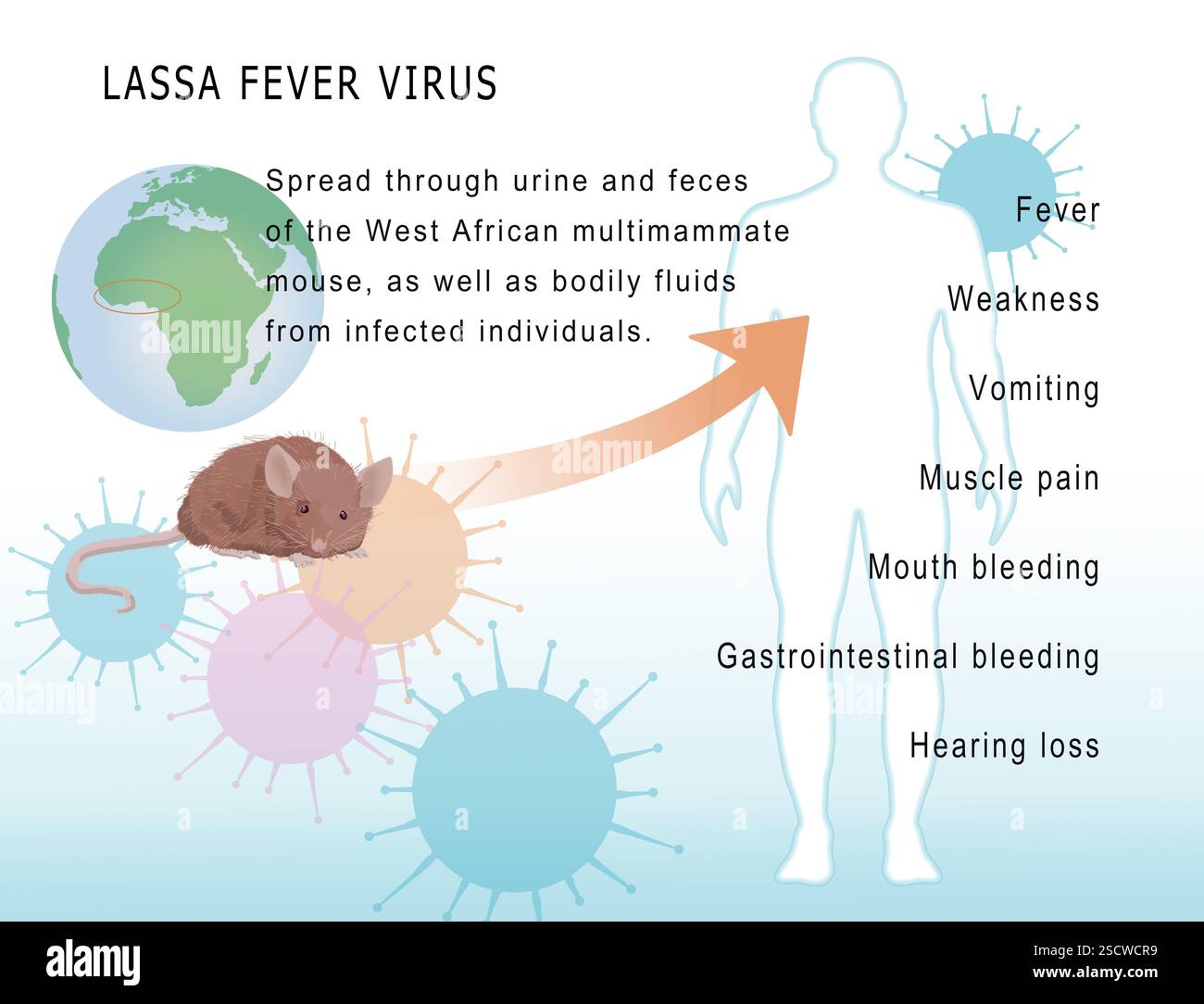 An illustration of the Lassa fever virus cycle. Lassa fever is caused ...