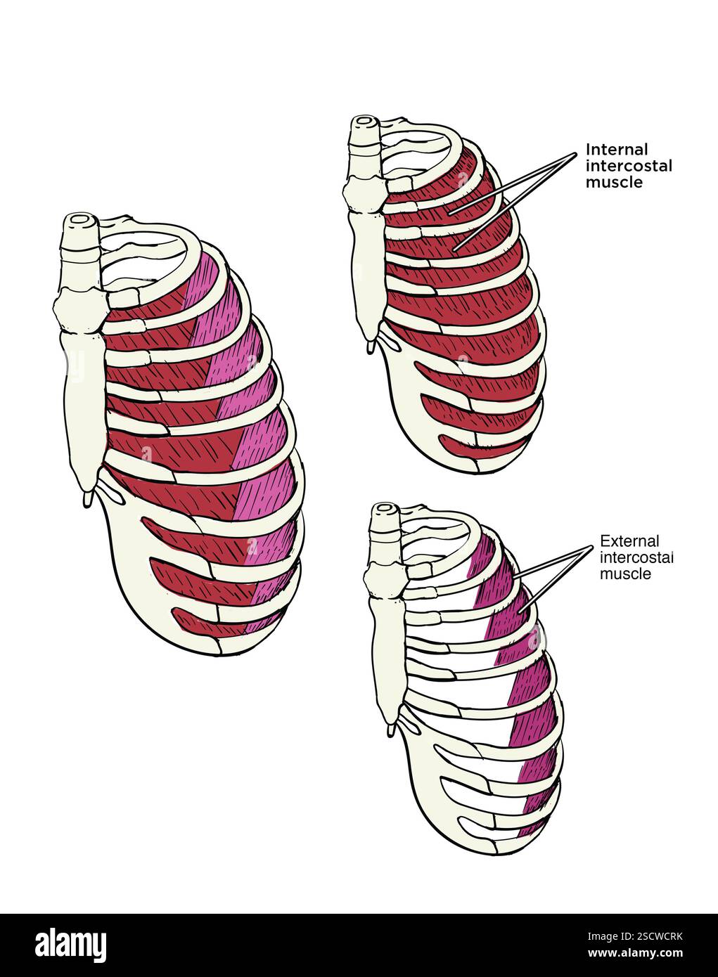 External Intercostals Cat External Intercostal Muscles / Internal