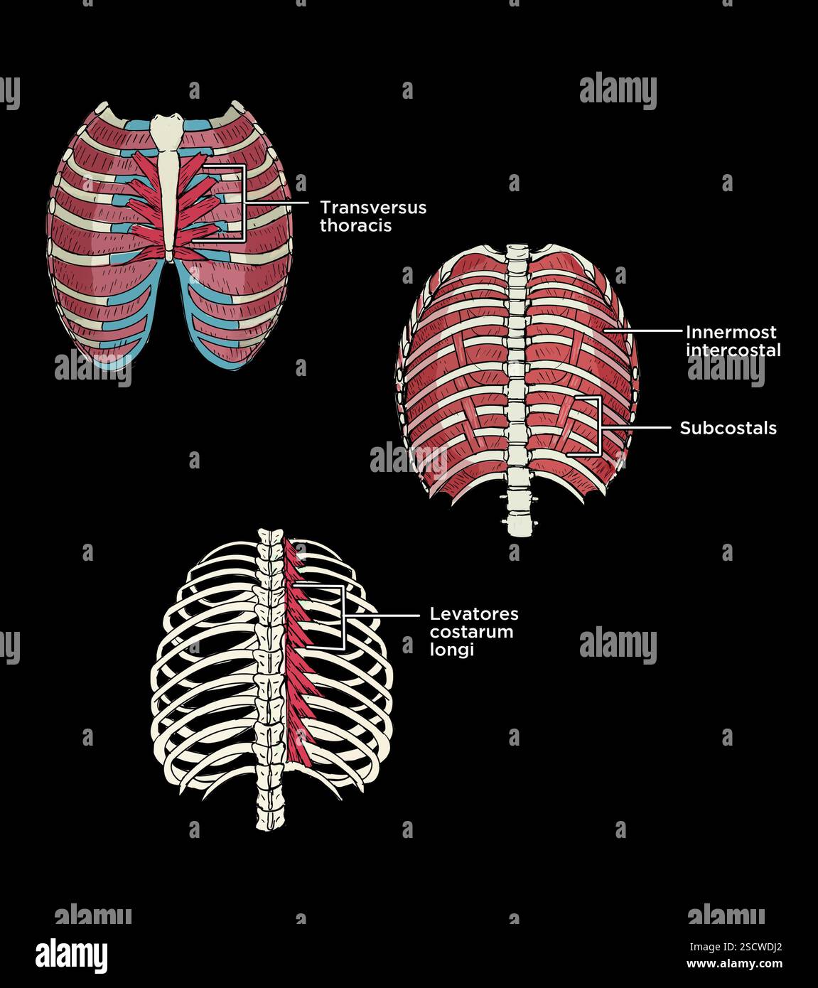 Illustrations of the rib cage, showing muscles groups, including the ...