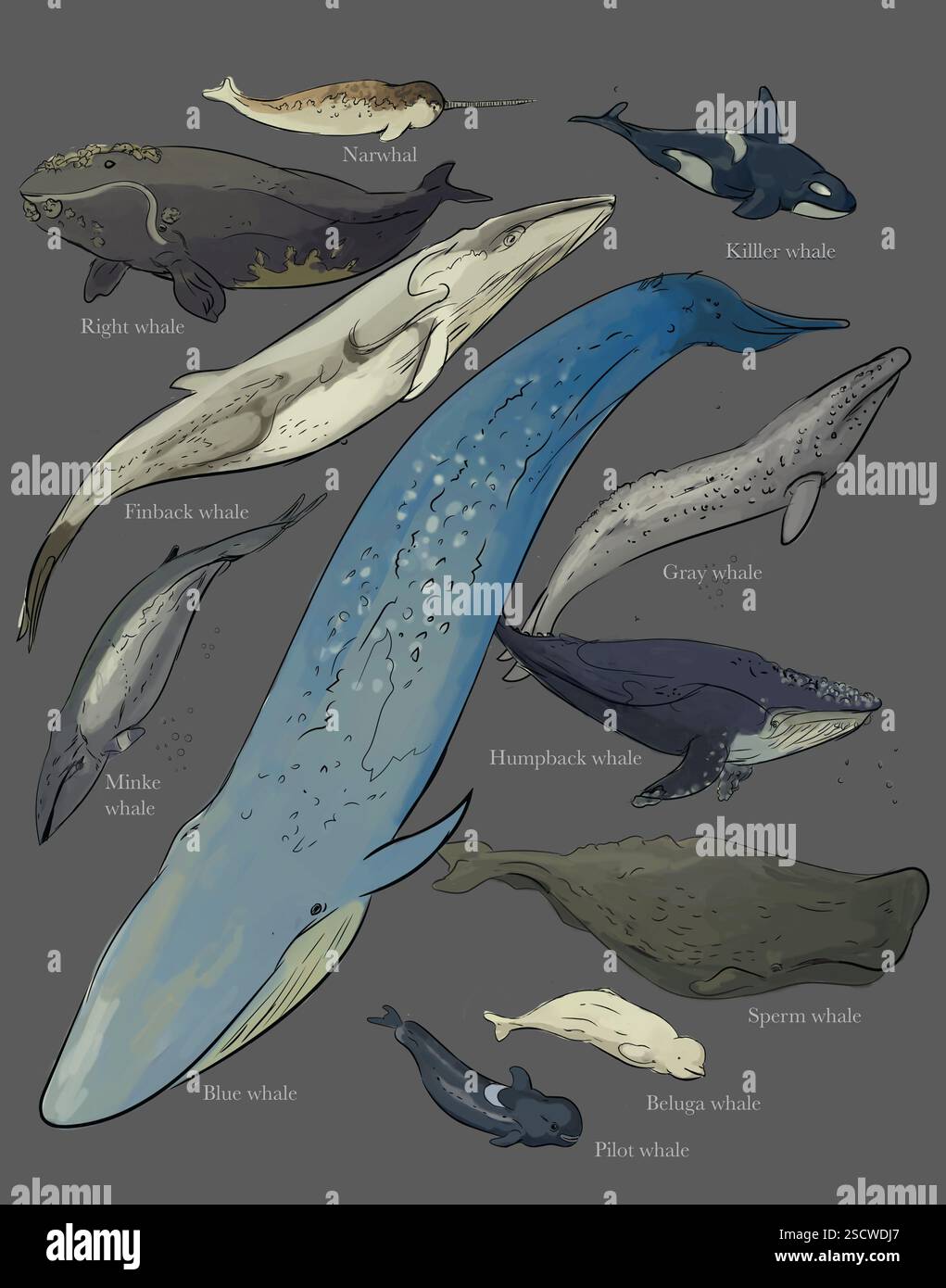 Illustration of whales, including the blue whale, finback whale, gray ...