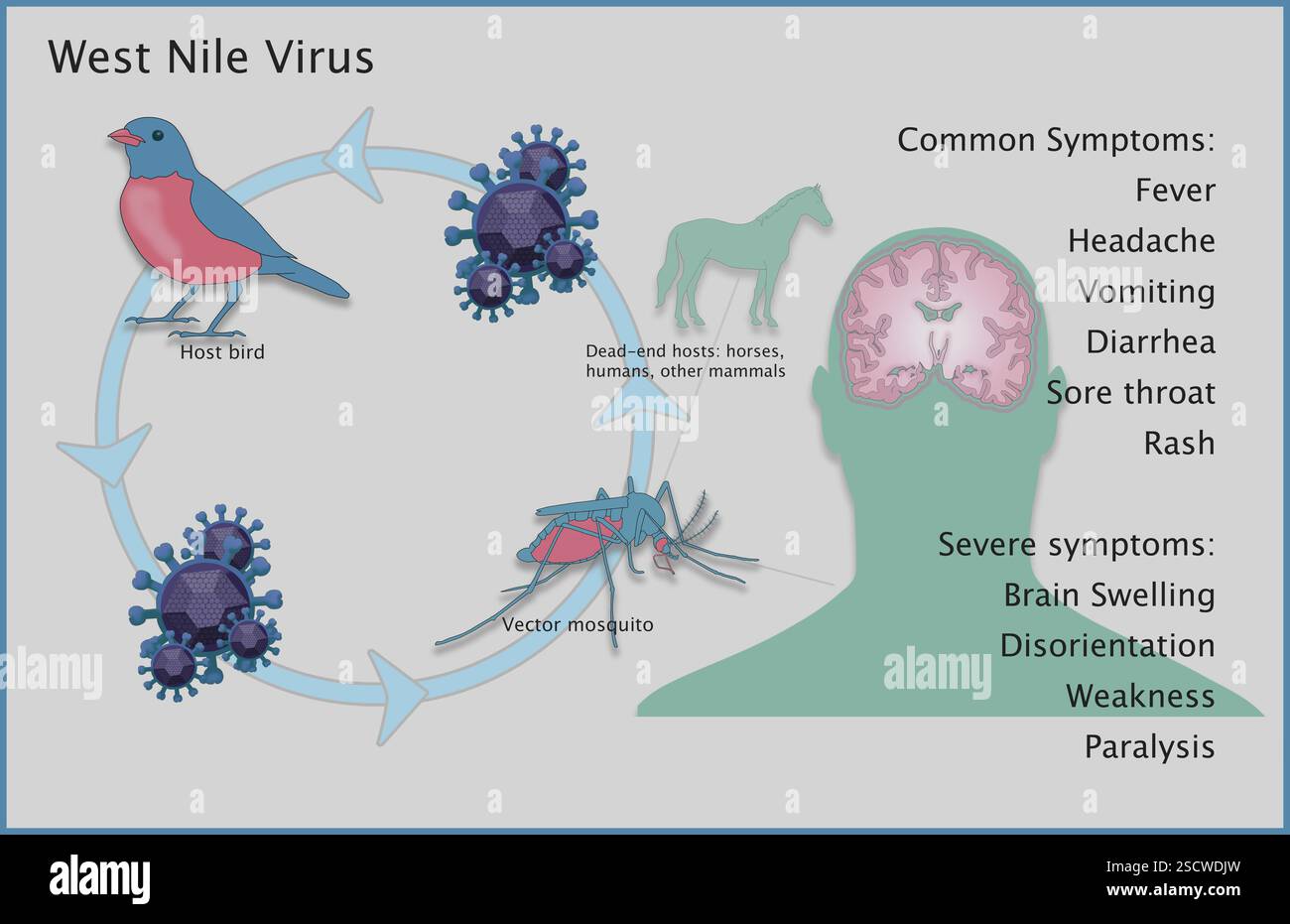 An illustration of the West Nile Virus (WNV) life cycle. WNV is a ...
