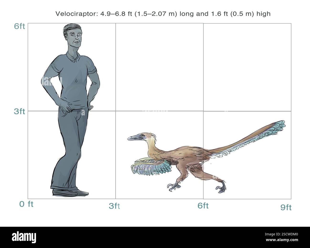 Velociraptor Scale Illustration Stock Photo - Alamy