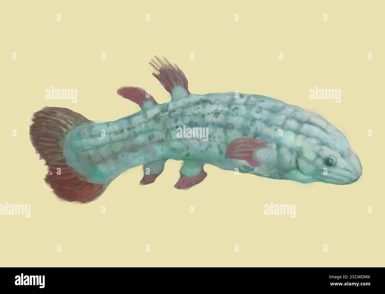 Macropoma is a specific genus of coelacanth in the class Sarcopterygii ...