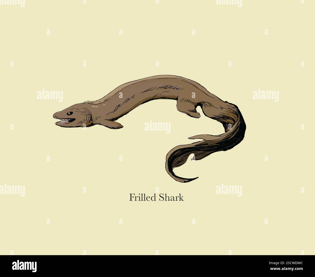 The frilled shark (Chlamydoselachus anguineus) and the southern African frilled shark ...