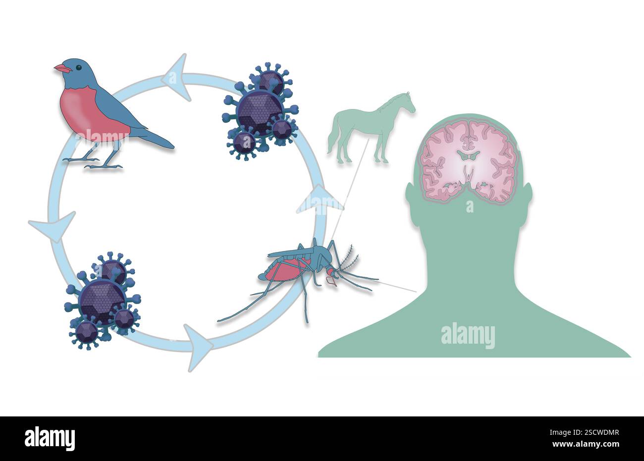 An illustration of the West Nile Virus (WNV) life cycle. WNV is a ...