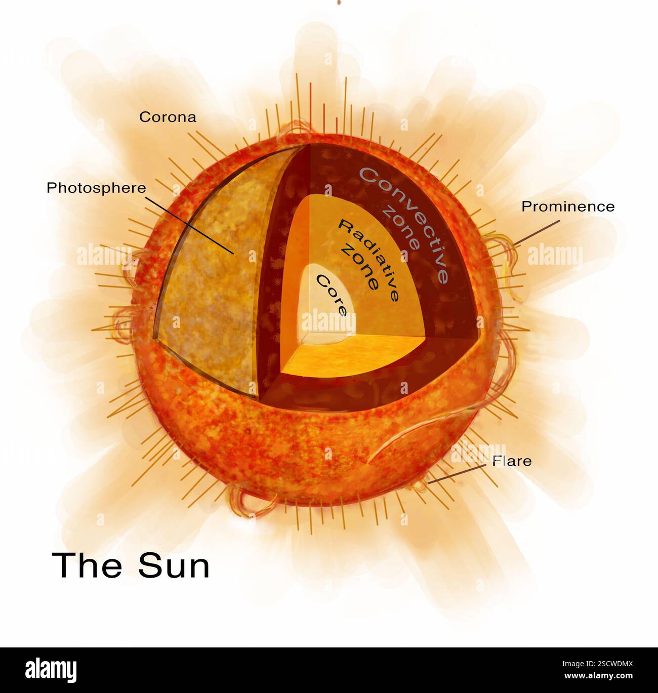 Cross-section of the Sun, the yellow dwarf star at the center of our ...