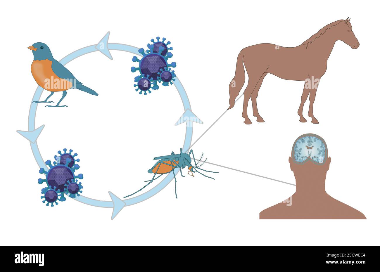 An illustration showing the life cycle of the West Nile Virus. This ...