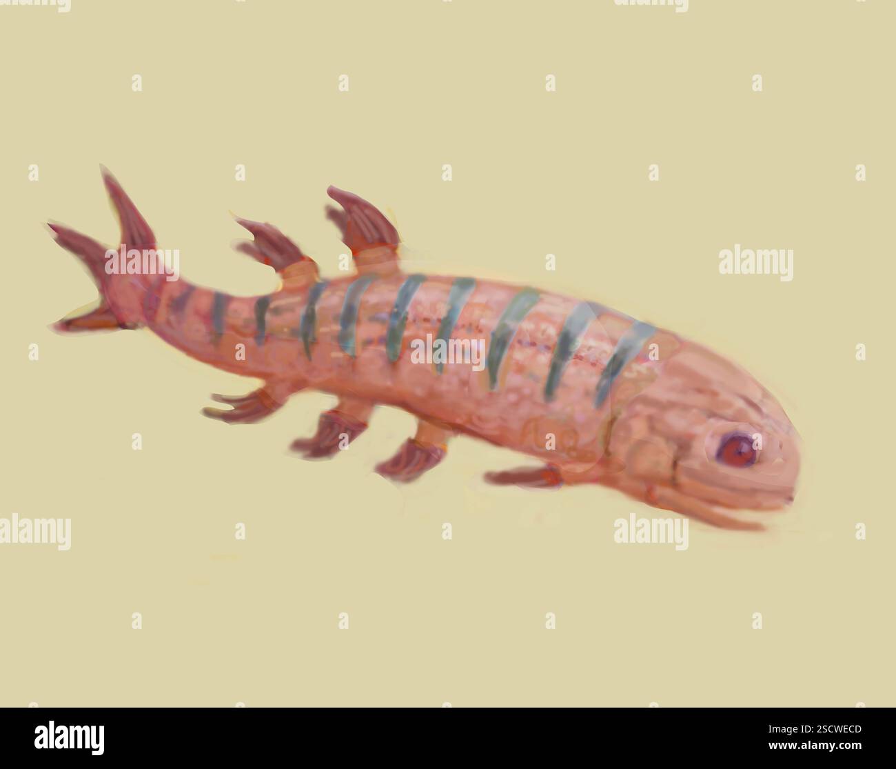 Strunius is an extinct genus of lobe-finned fish from the late Devonian ...