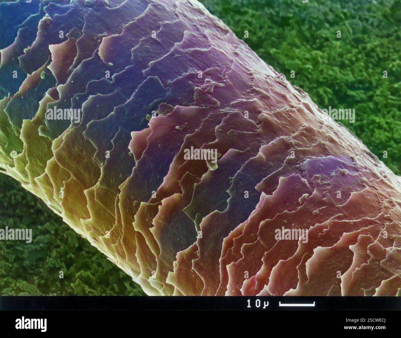 Mildly Bleached Hair, scanning electron micrograph Stock Photo - Alamy