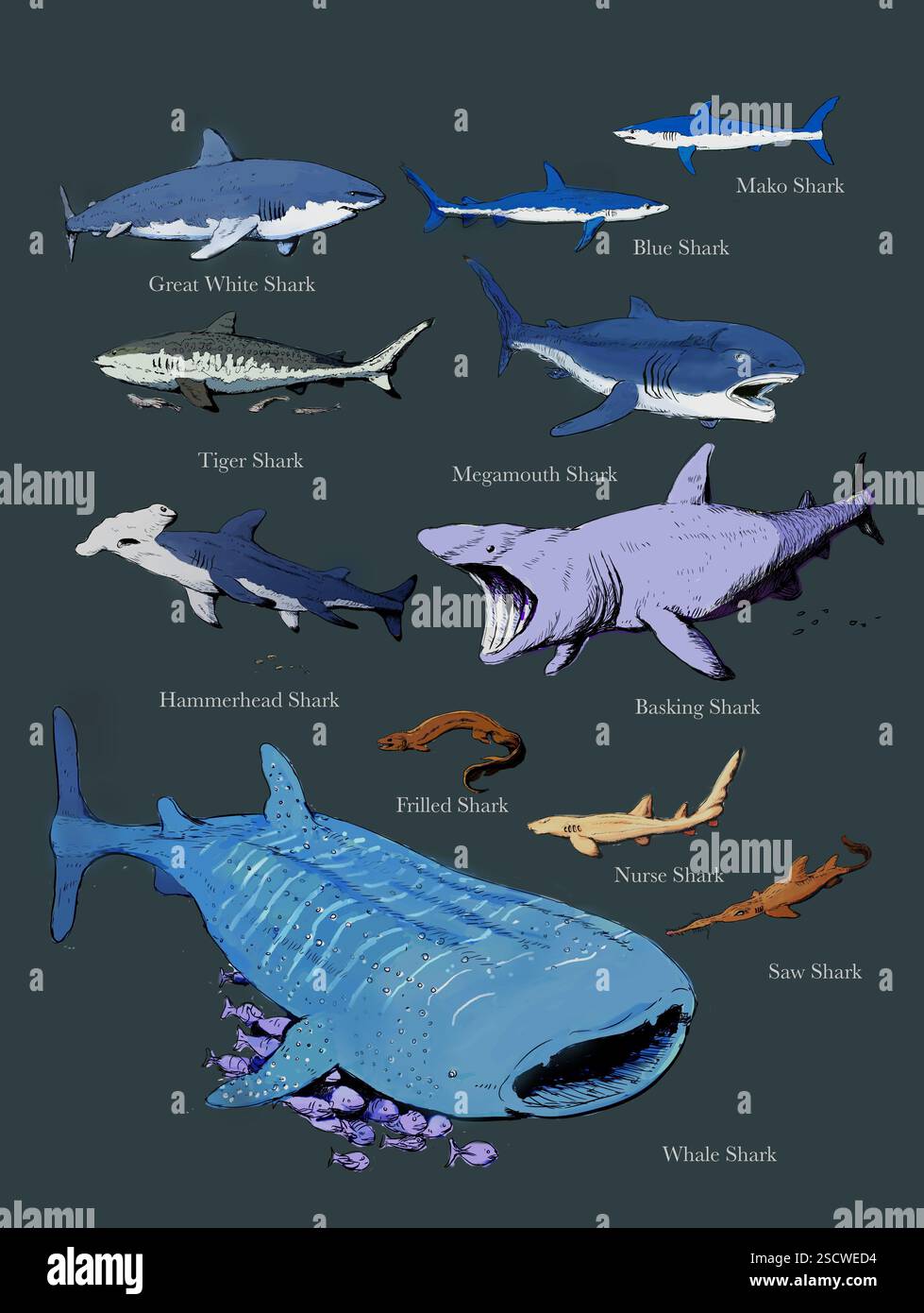 Illustration of different shark species Stock Photo - Alamy
