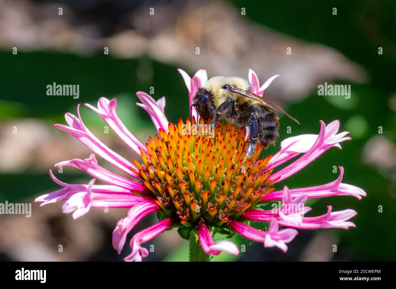 A close-up of a bumblebee collecting nectar from a bright pink and ...