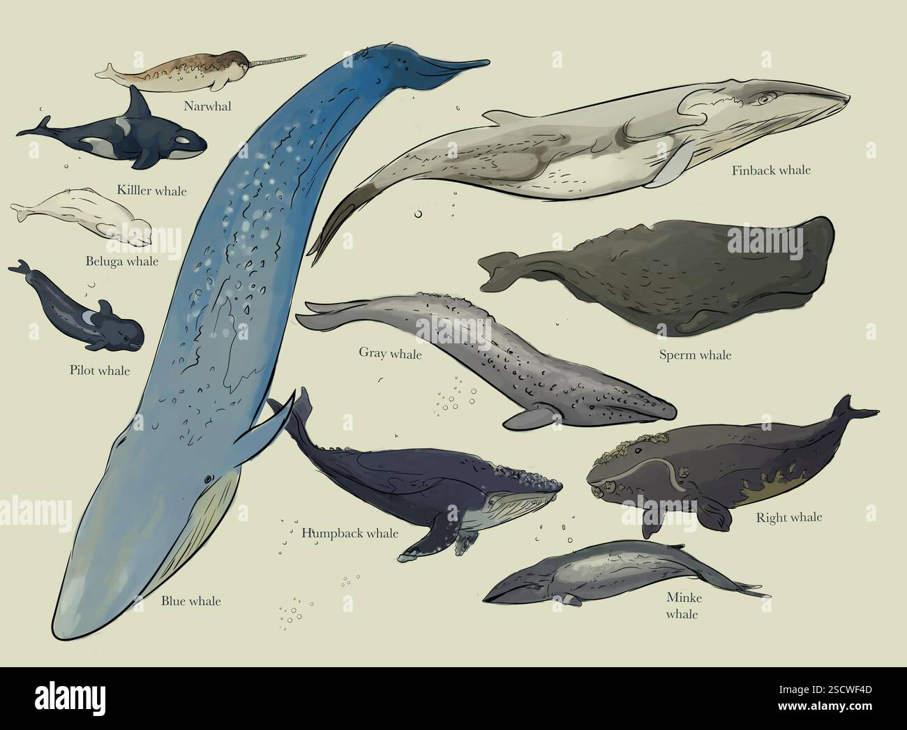 Illustration of whales, including the blue whale, finback whale, gray ...