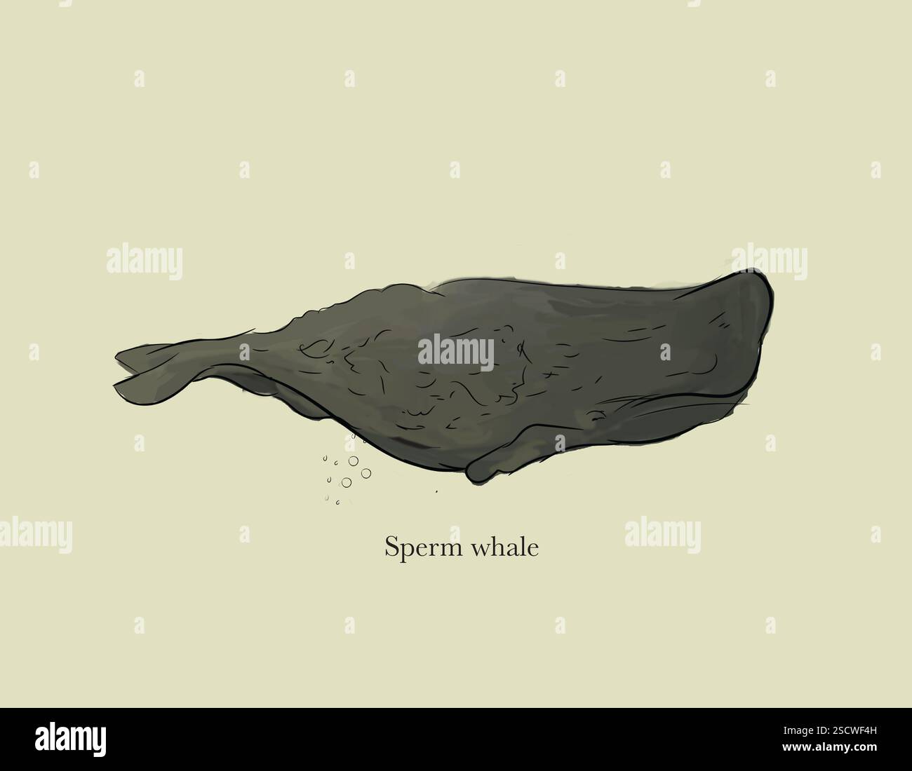 The cachalot or sperm whale (Physeter macrocephalus) is the largest of ...