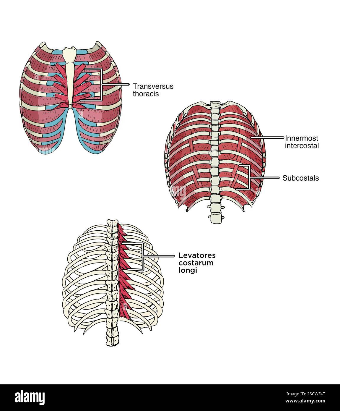 Illustrations of the rib cage, showing muscles groups, including the ...