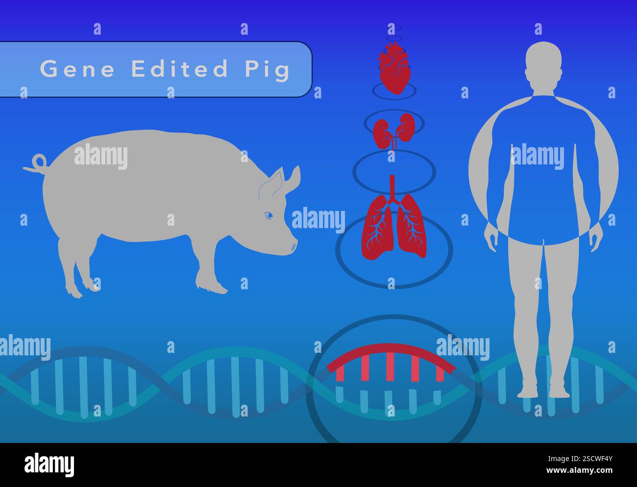 CRISPR is being used to edit the DNA of pigs, so that their organs can ...