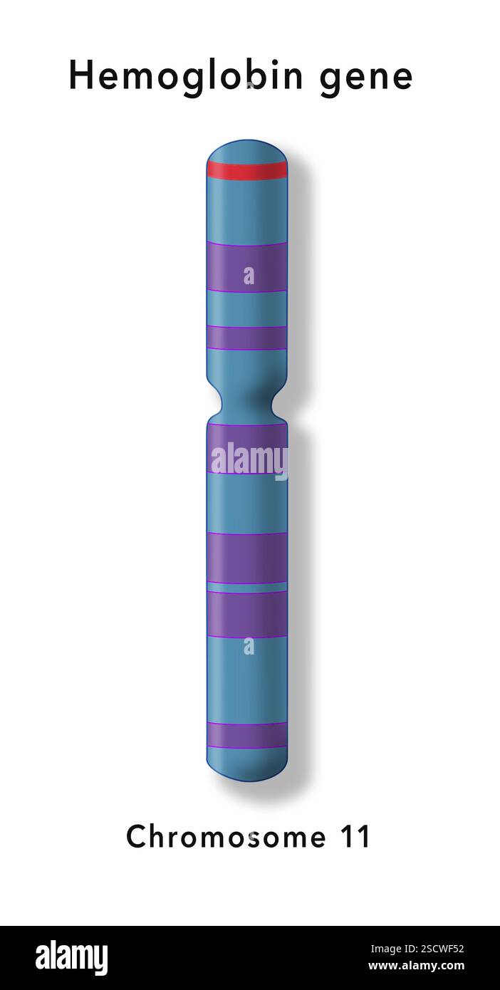 The Hemoglobin Gene, Chromosome 11, Illustration Stock Photo - Alamy