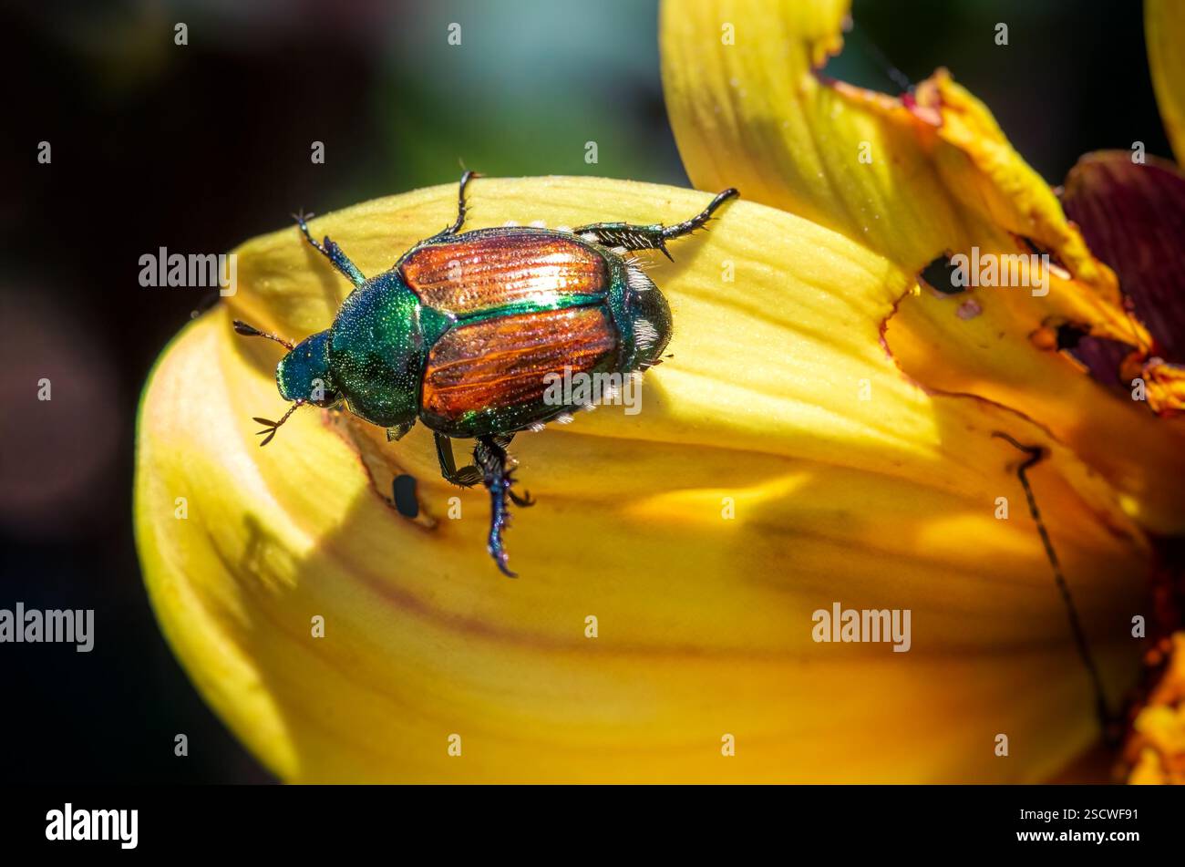 A detailed macro photograph of a Japanese beetle resting on a yellow ...