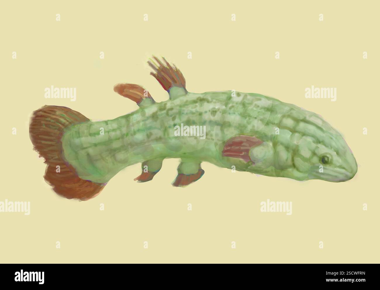 Macropoma is a specific genus of coelacanth in the class Sarcopterygii ...