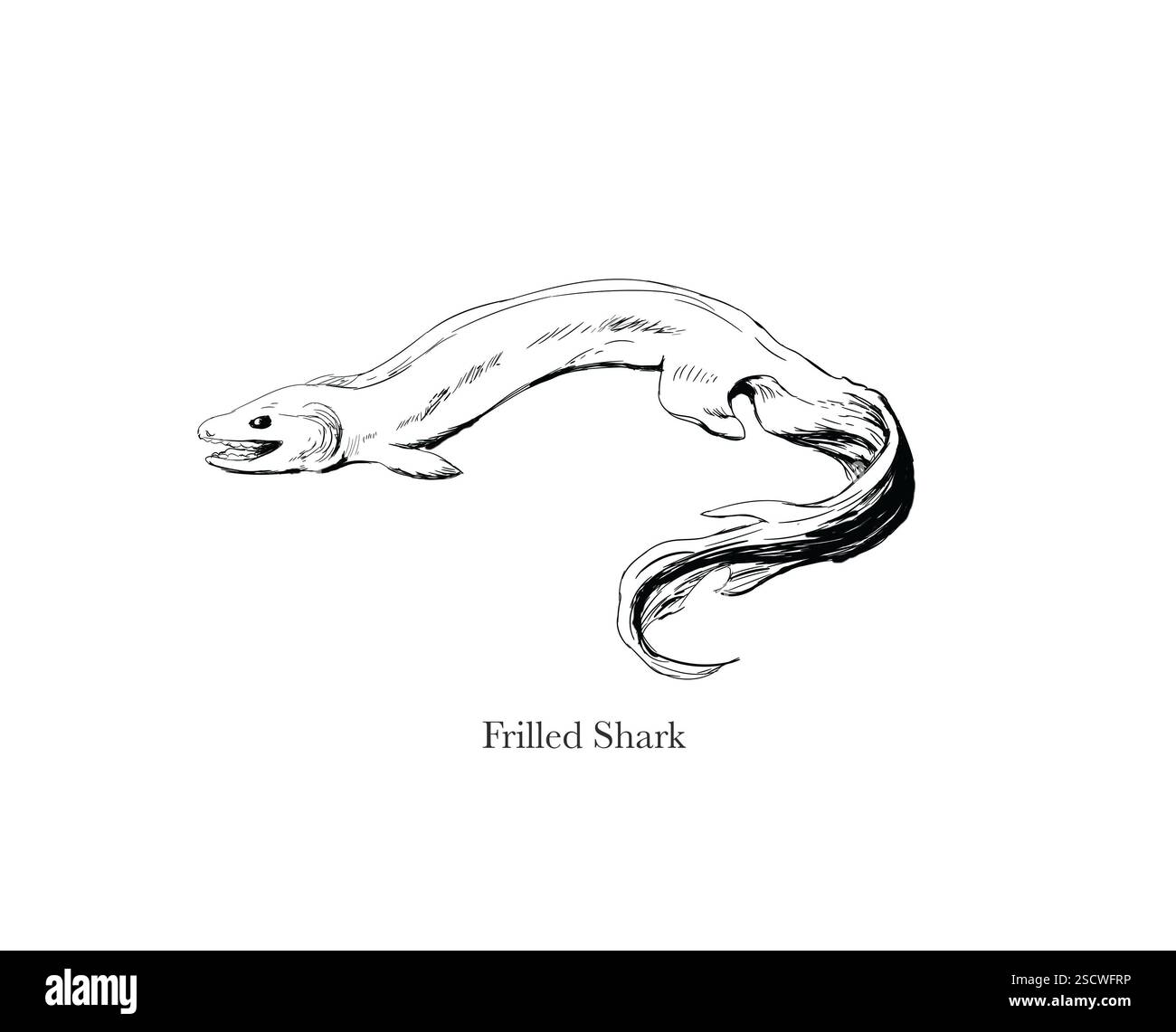 The frilled shark (Chlamydoselachus anguineus) and the southern African ...