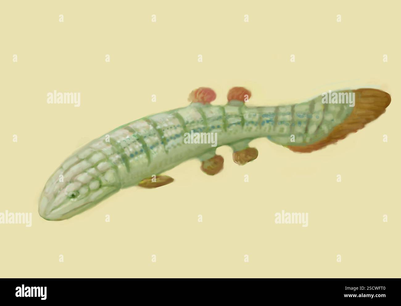 Holoptychius is an extinct genus of lobe-finned fish, also known as ...