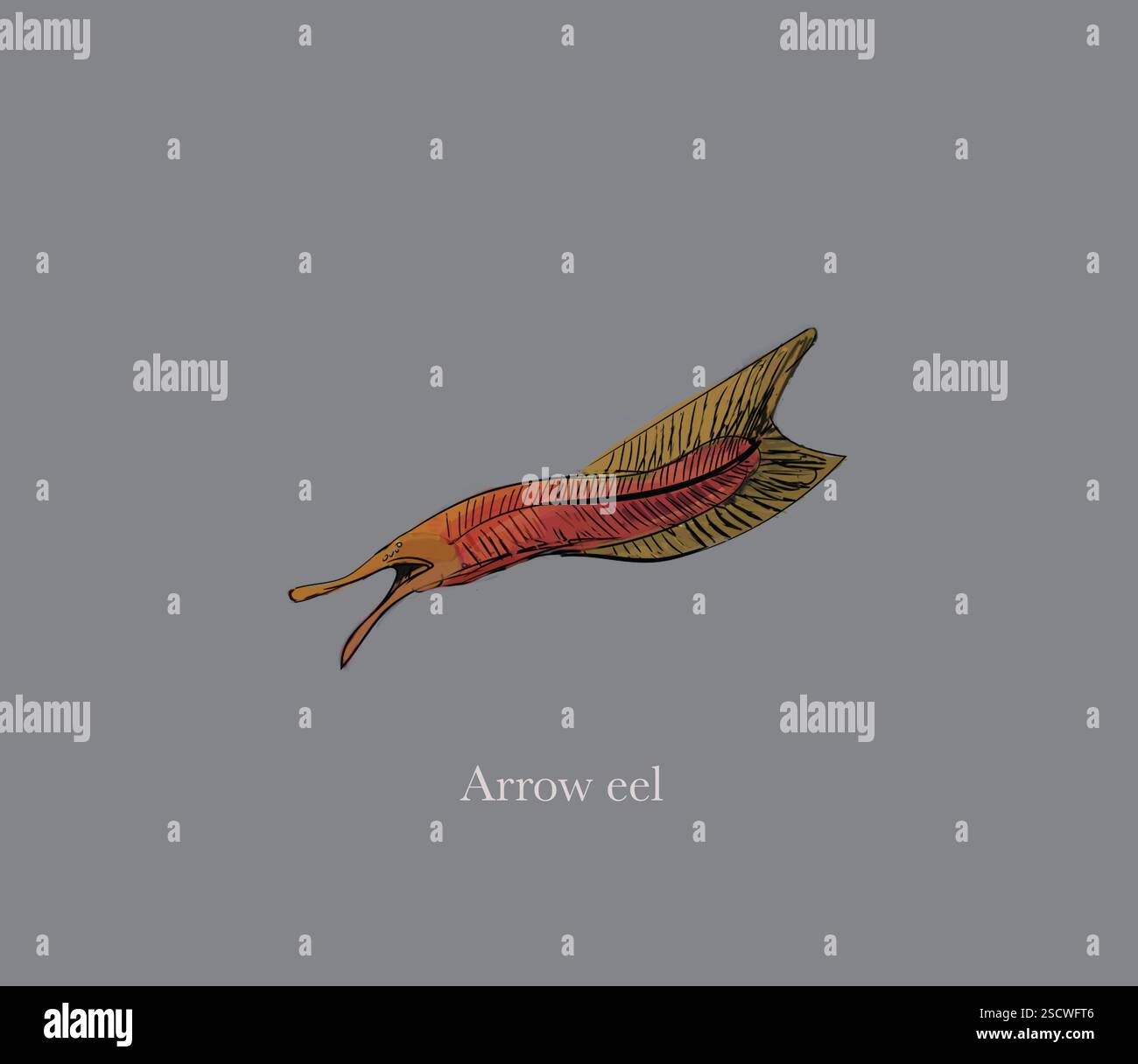 Found in deep oceanic waters, the arrow eel is velvety dark brown eel ...