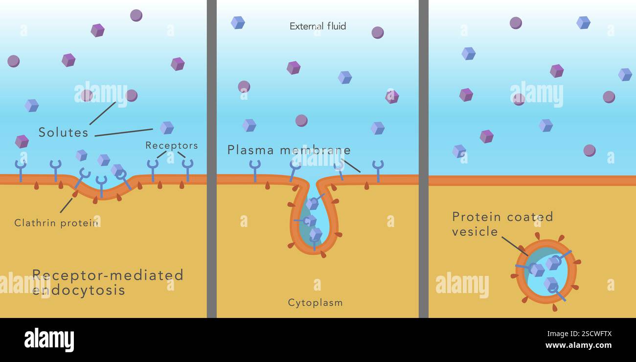 Illustration of receptor-mediated endocytosis, a protein, such as ...