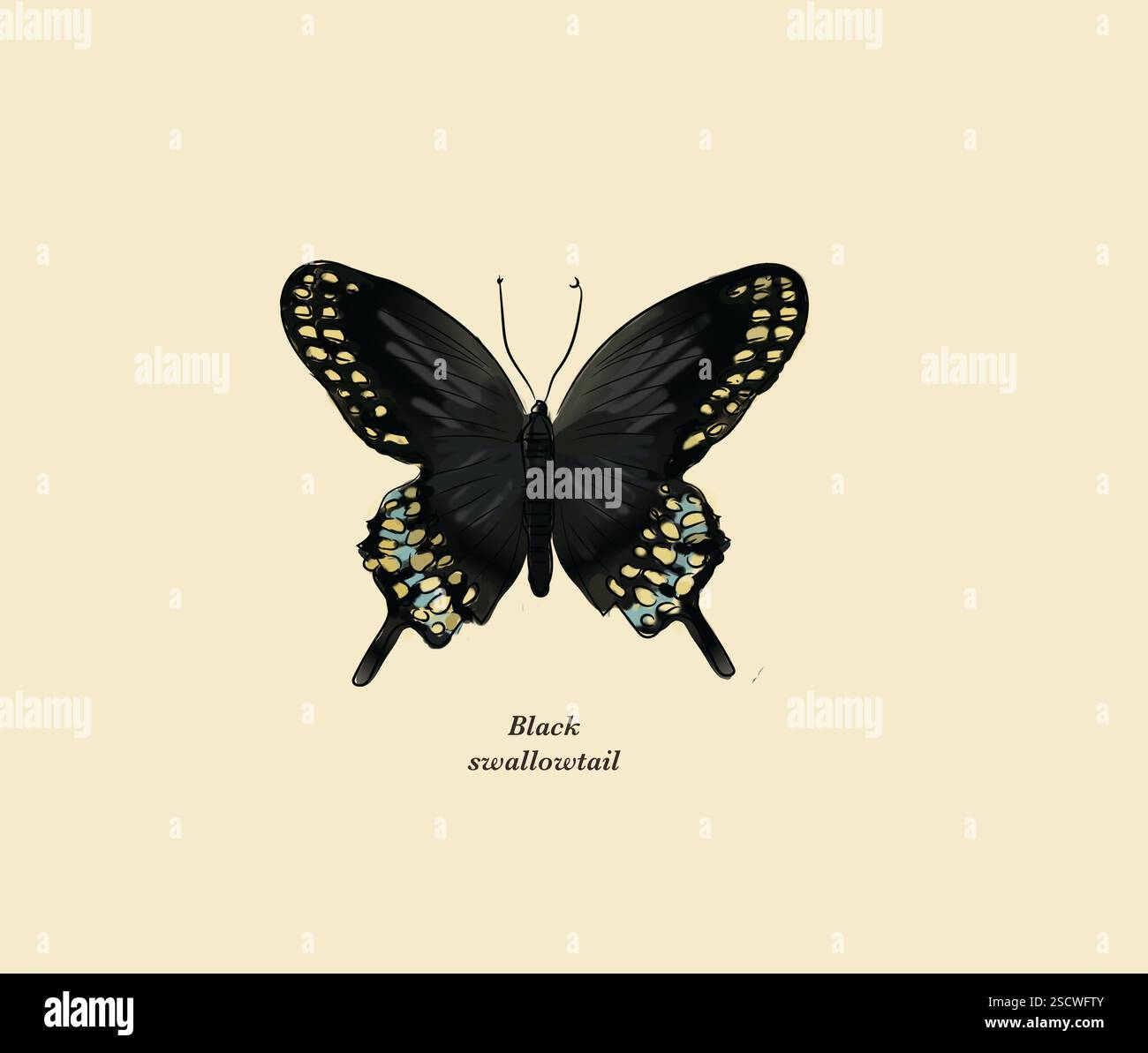The eastern black swallowtail is one of our most common and most ...
