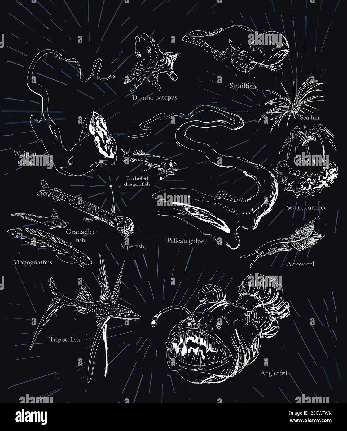 Deep sea marine life including pelican gulper, whiptail gulper ...