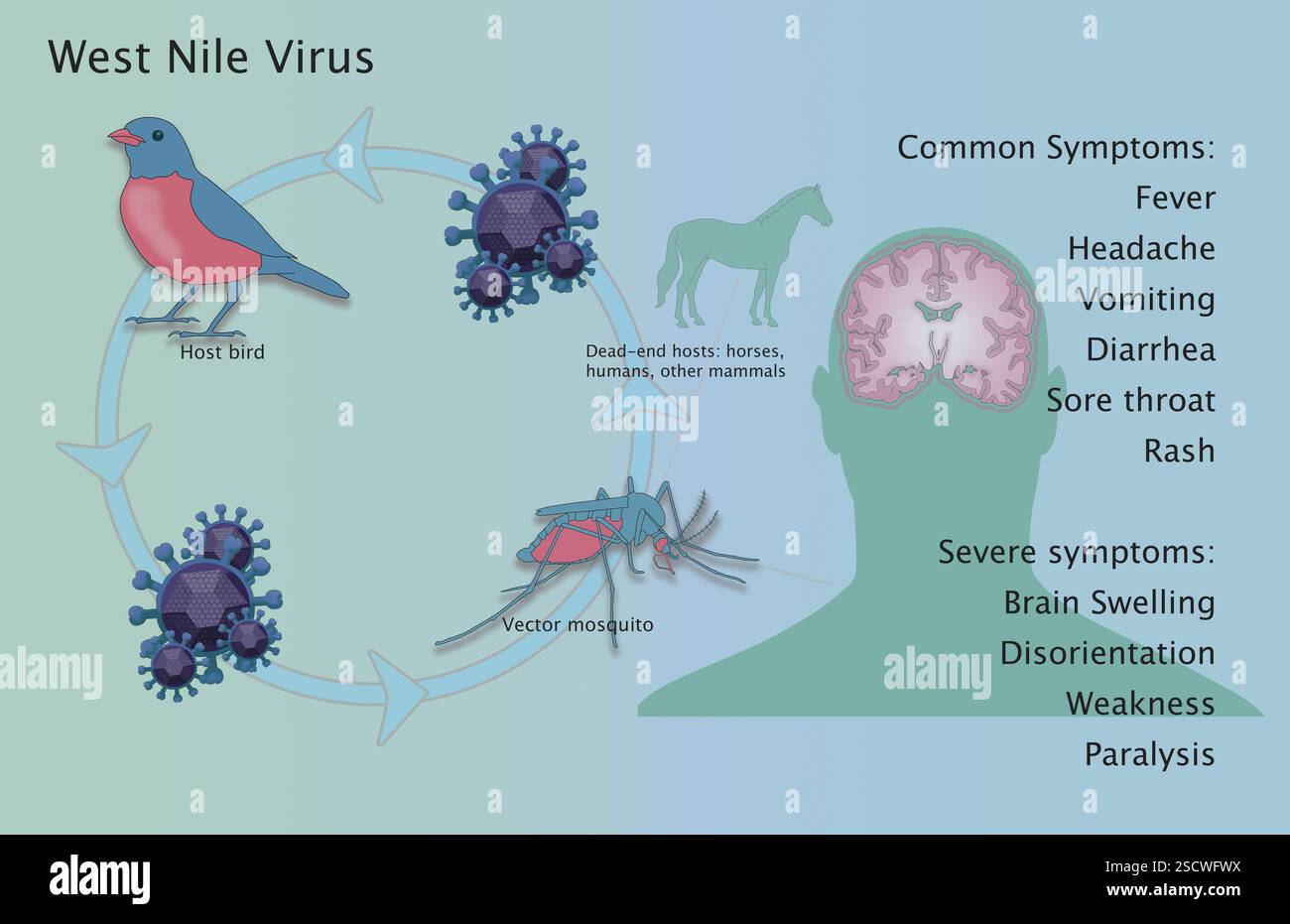An illustration of the West Nile Virus (WNV) life cycle. WNV is a ...