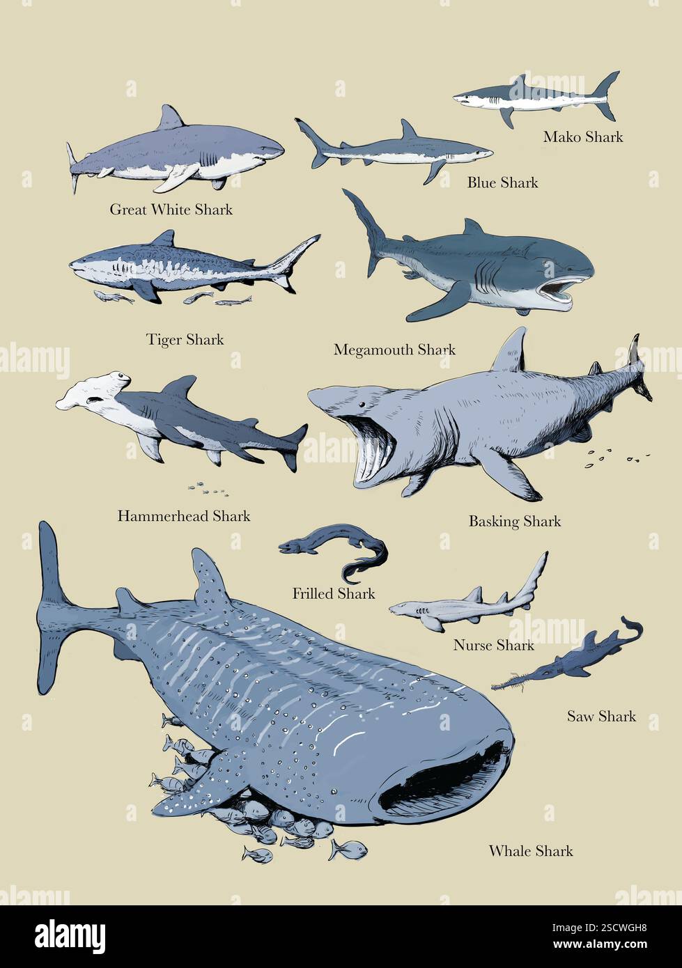 A chart of sharks, including great white shark, tiger shark, megamouth ...