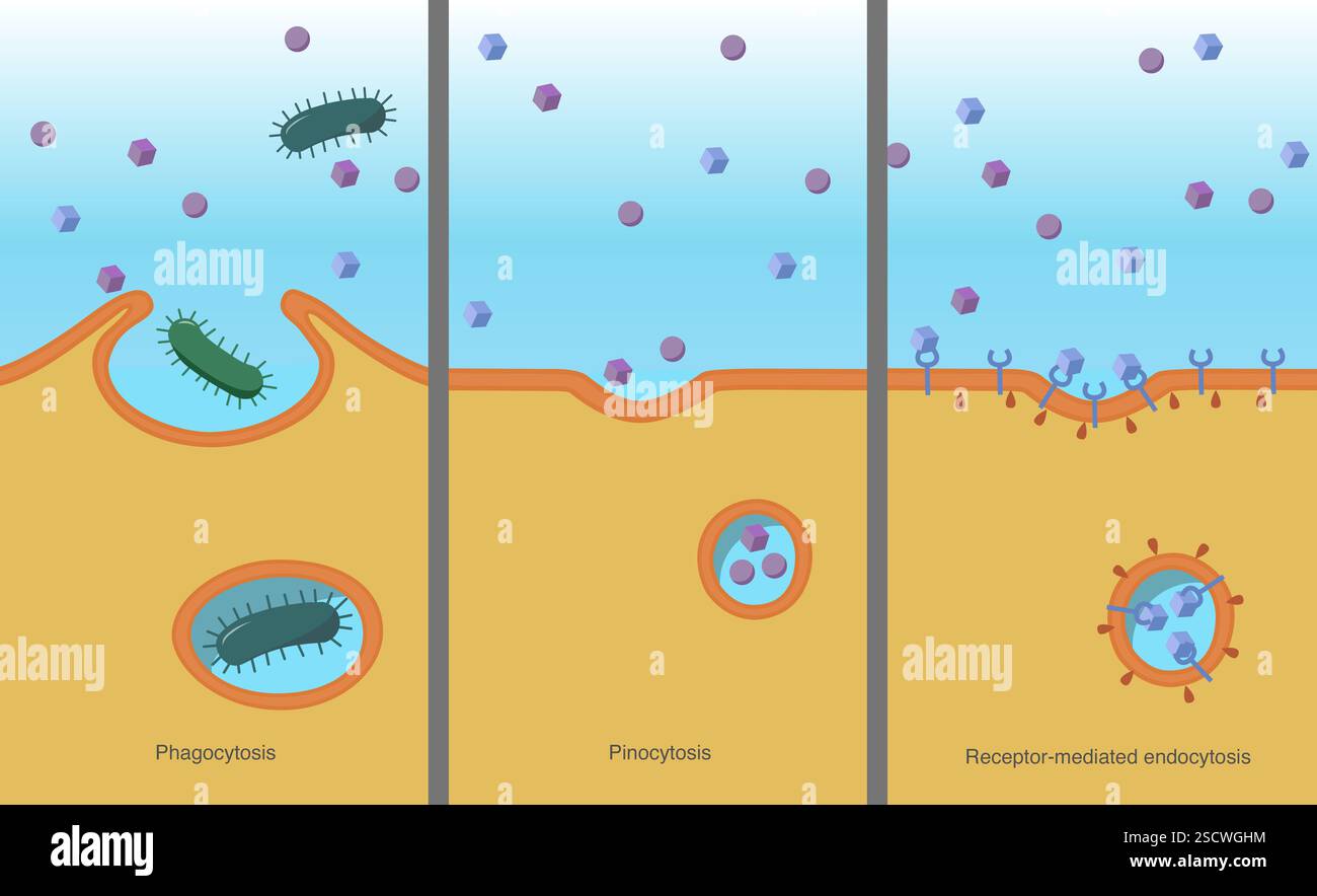 Phagocytosis, pinocytosis and receptor-mediated are the three types of ...