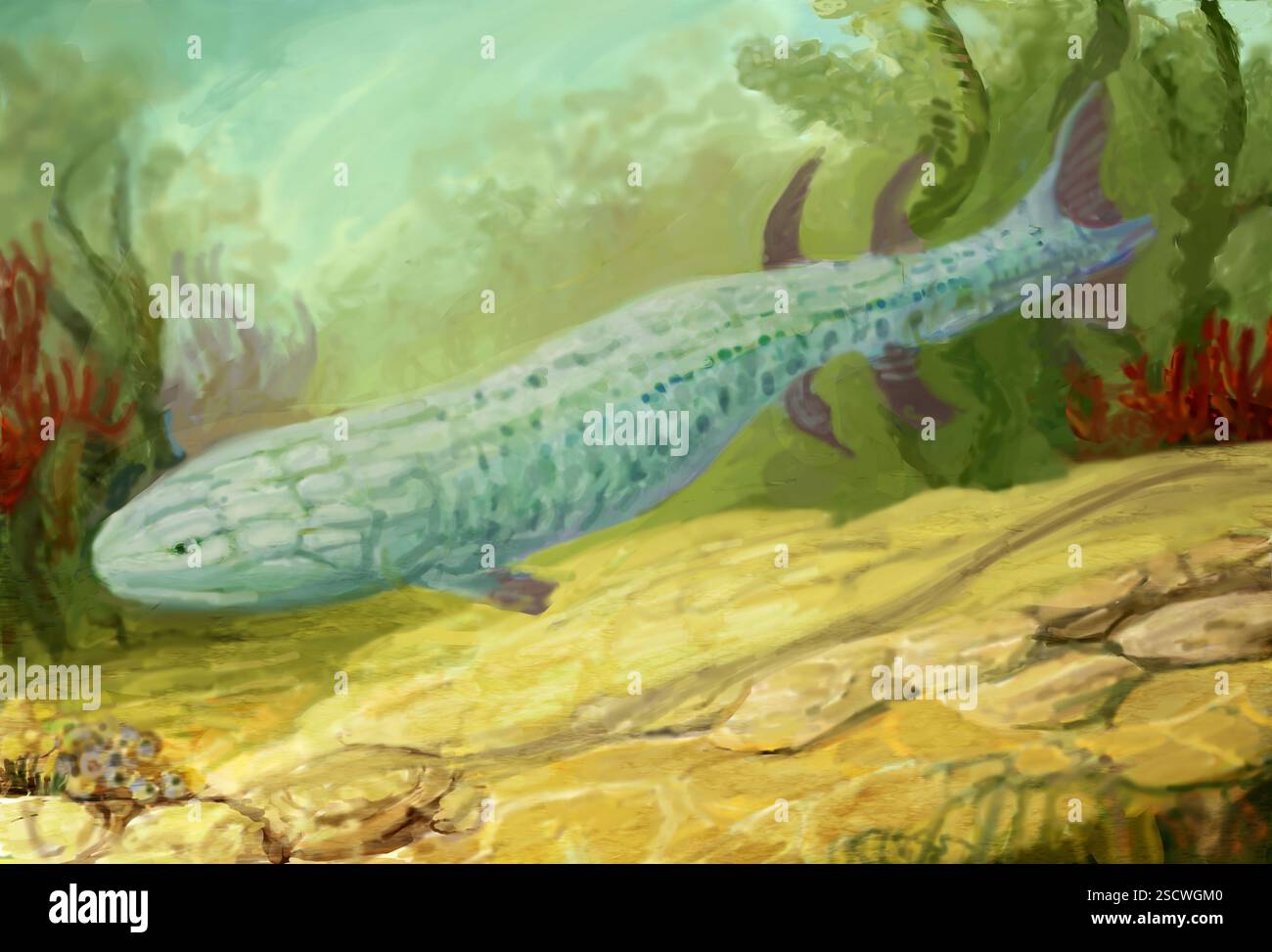 Eusthenopteron is an extinct genus of lobe-finned fish, also known as a ...