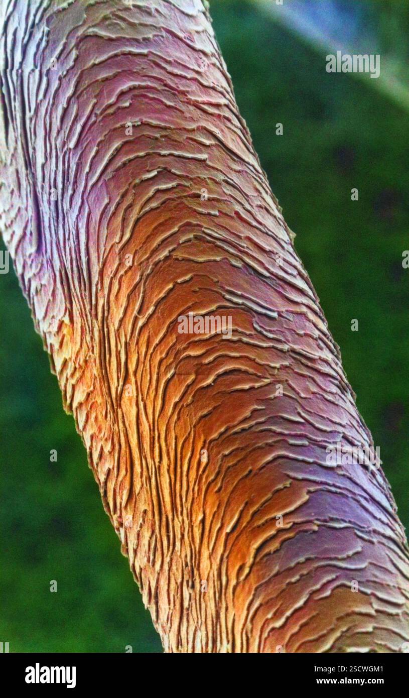 Scanning electron micrograph of a mildly bleached hair follicle ...