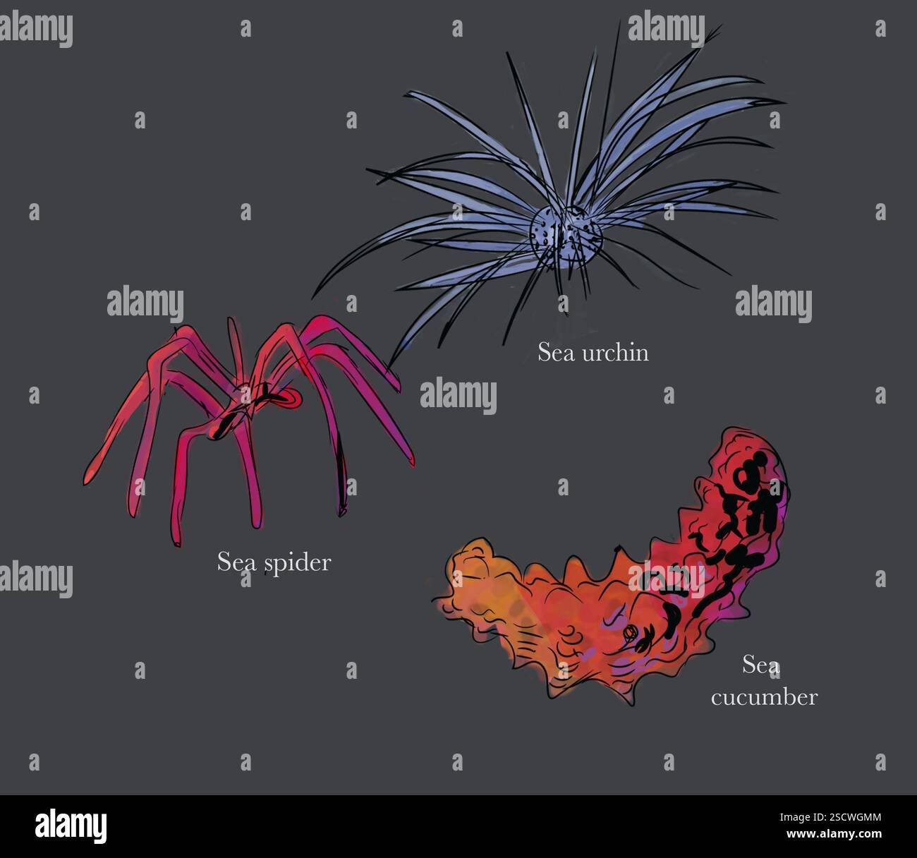 Seas urchins, sea spiders and sea cucumbers are examples of deep sea ...