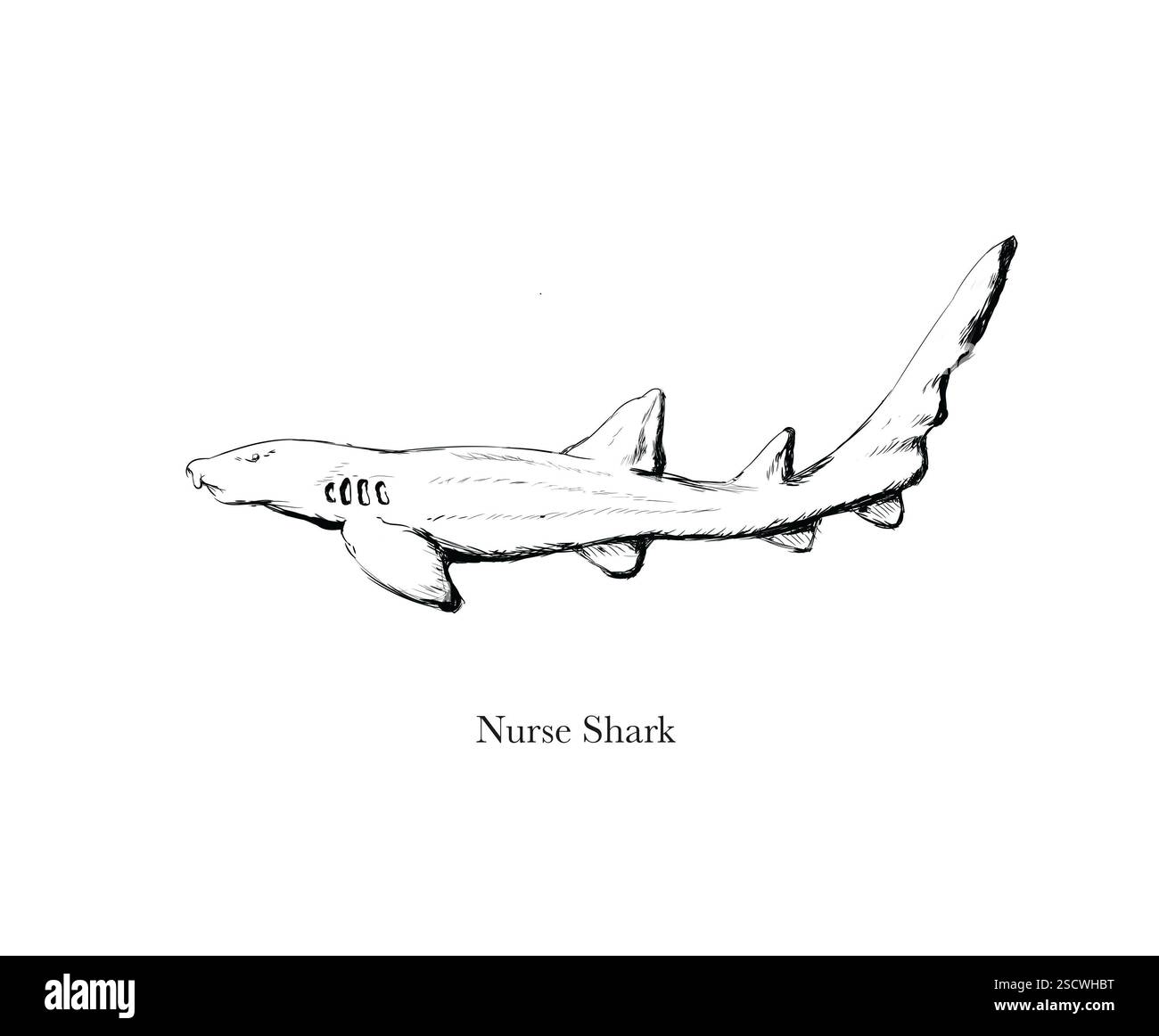 Illustration of a nurse shark Stock Photo - Alamy