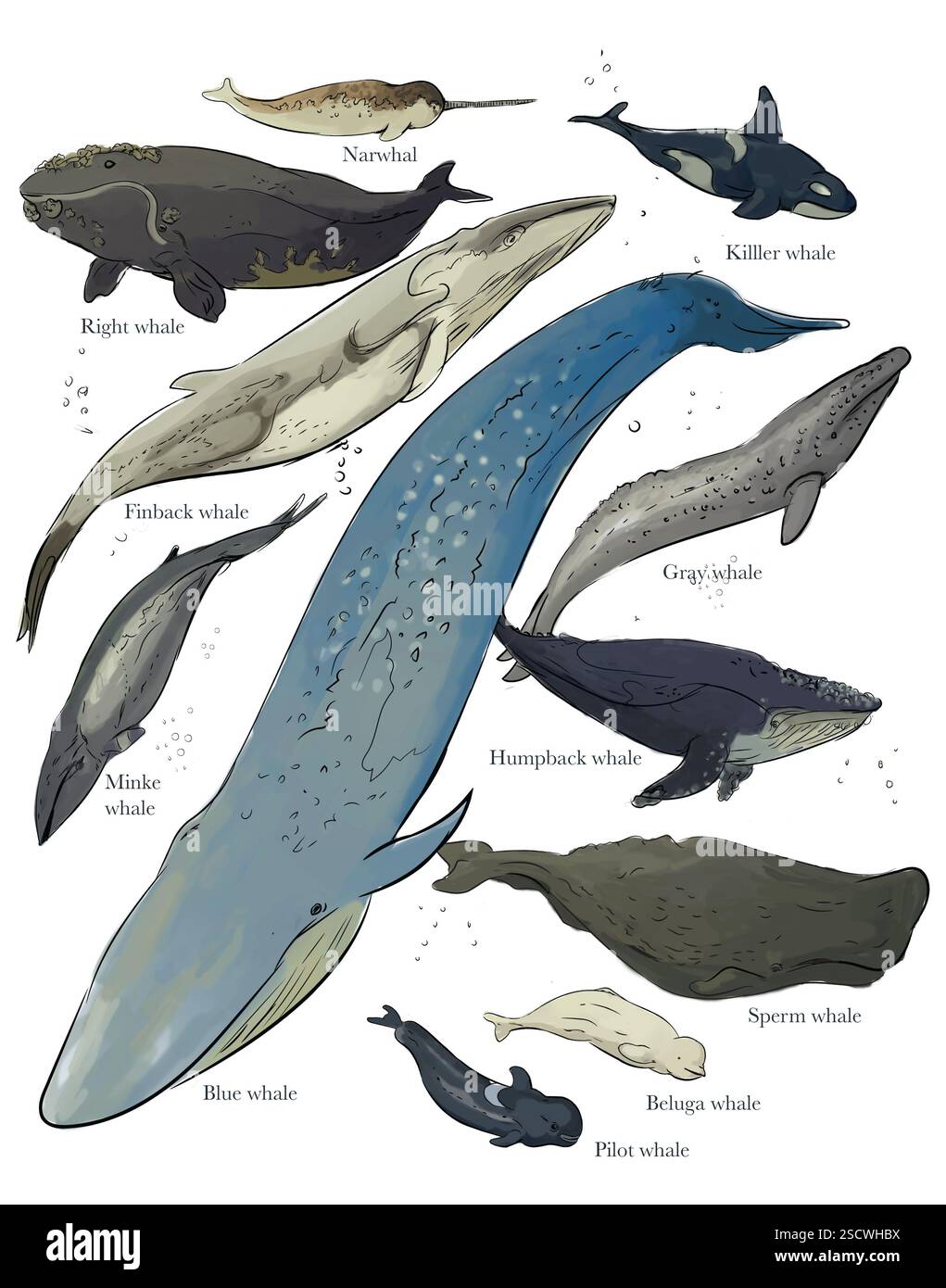 Illustration of whales, including the blue whale, finback whale, gray ...