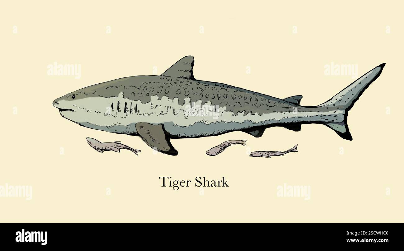 Illustration of a tiger shark. The tiger shark (Galeocerdo cuvier) is a ...