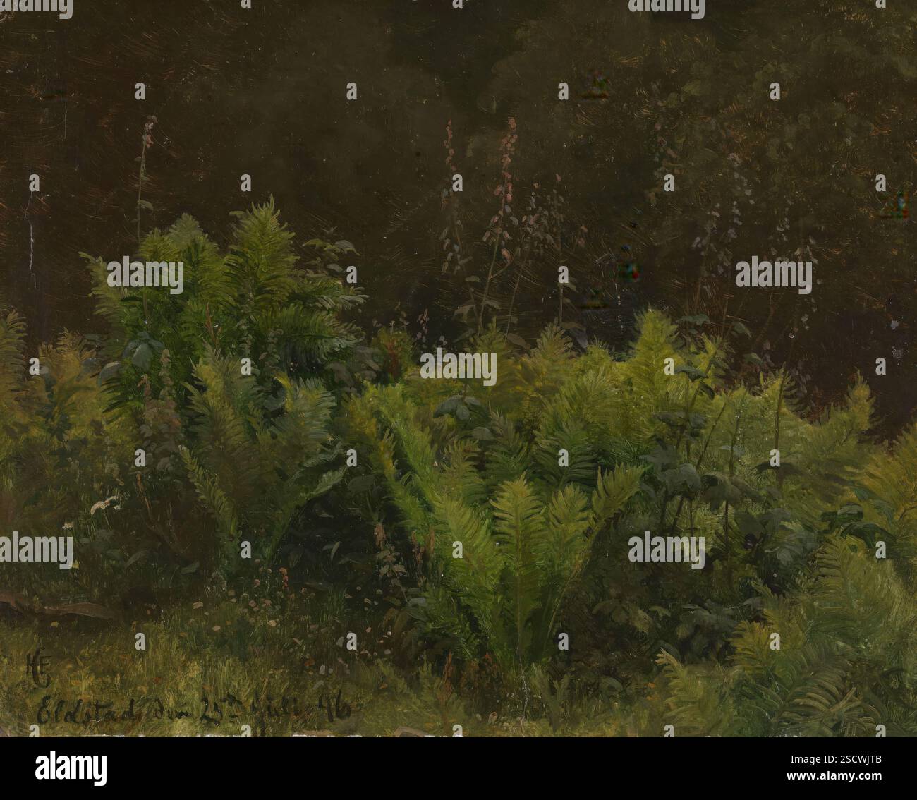 Botanical study on ferns hi-res stock photography and images - Alamy