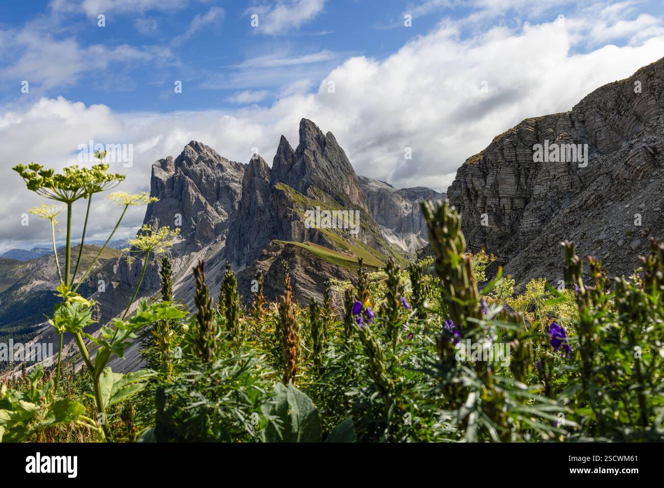 Vivid wildflowers in the foreground frame the jagged peaks of Seceda ...