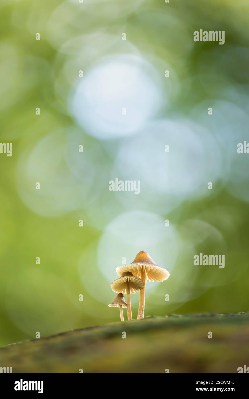 Common bonnet (Mycena galericulata) in ancient broadleaved beech ...
