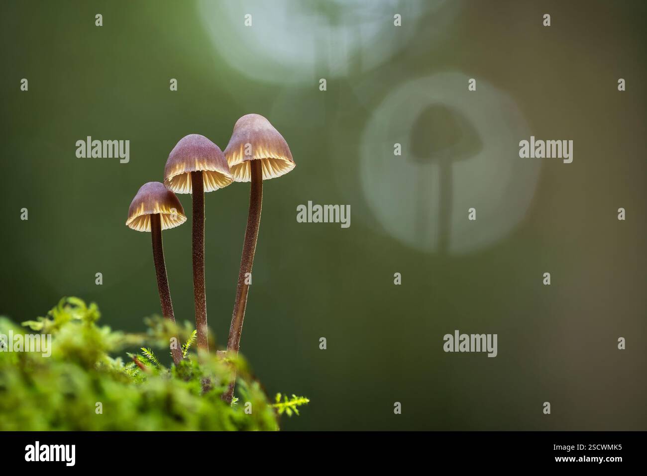 Clustered Bonnet (Mycena inclinata) in ancient broadleaved beech ...