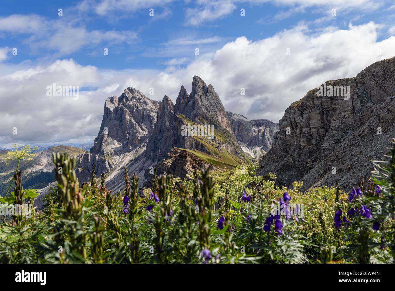 Vibrant alpine flora frames the rugged Seceda mountain peaks in the ...