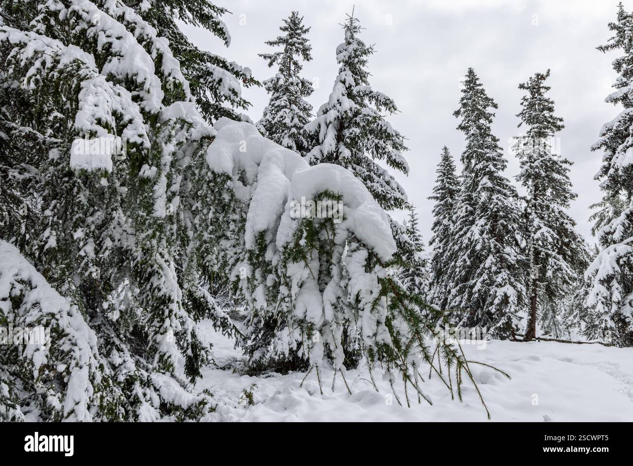 Heavy snow bends the branches of evergreens, with tall frosted trees in ...