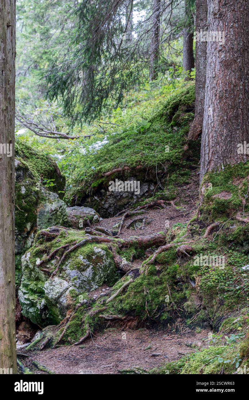 Natural forest scene with tree roots spreading across mossy rocks ...