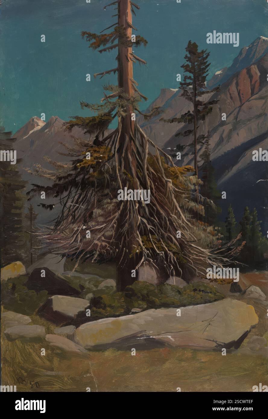 Botanical description trees plants hi-res stock photography and images ...