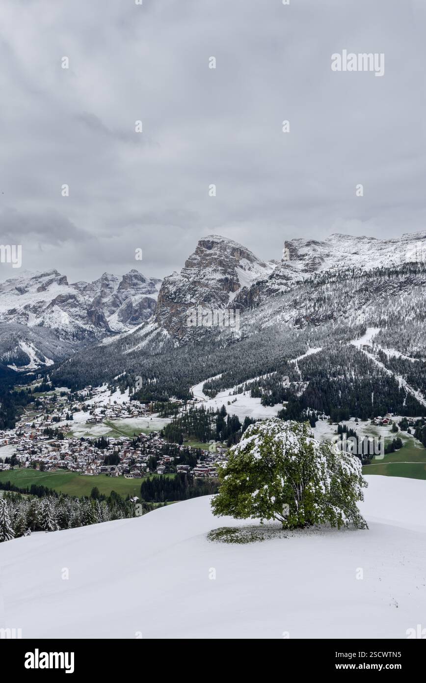 Rowan tree stands under the first snow on a hillside in the Dolomite ...