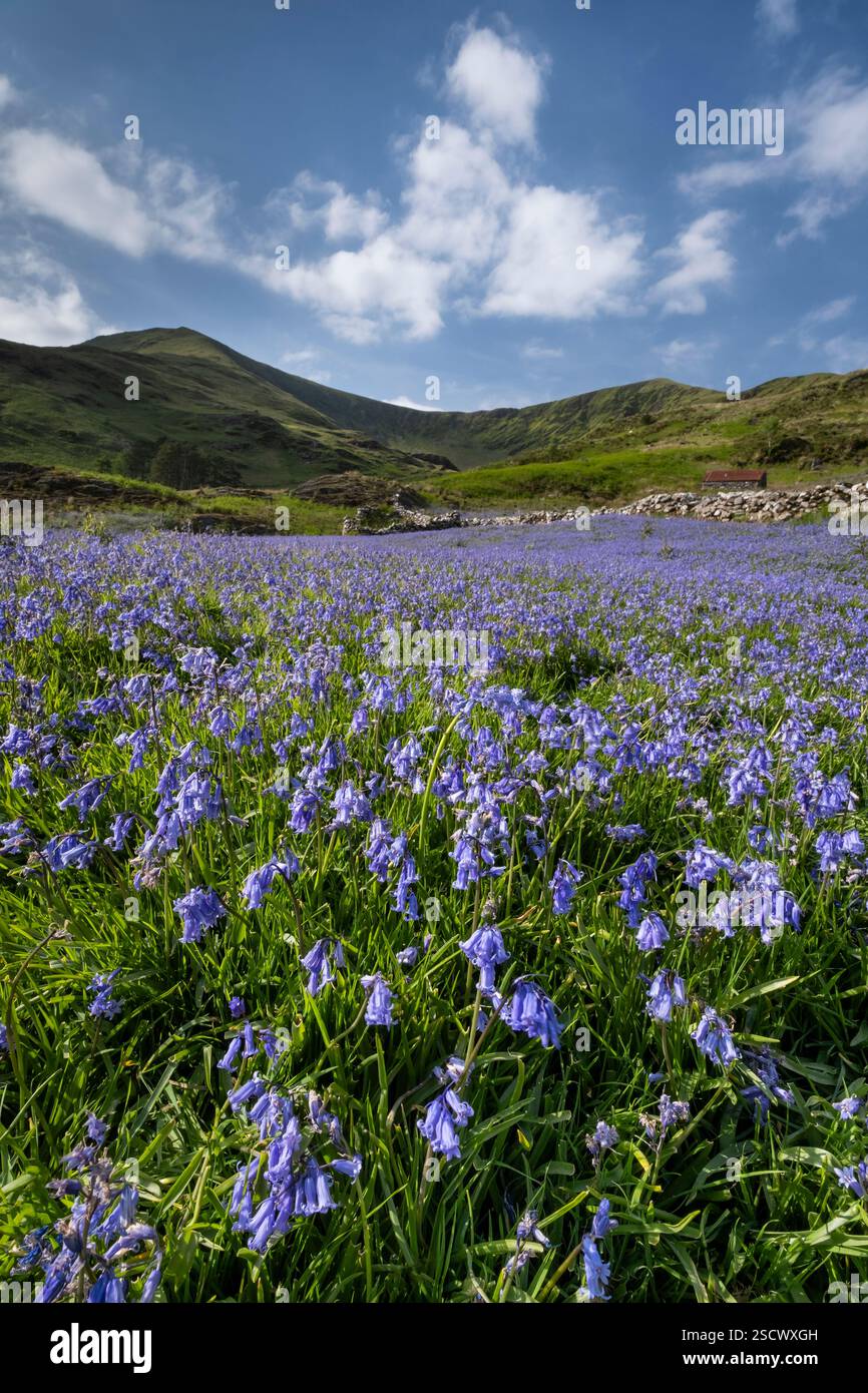 Bluebells (Hyacinthoides non-scripta) in Cwm Pennant backed by the ...