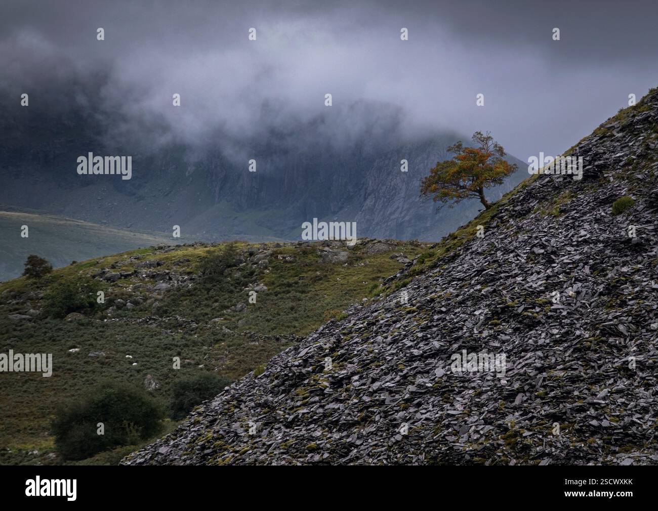 Hawthorne Tree in the shadow of Mount Snowdon, Glyn Rhonwy Quarry, near ...