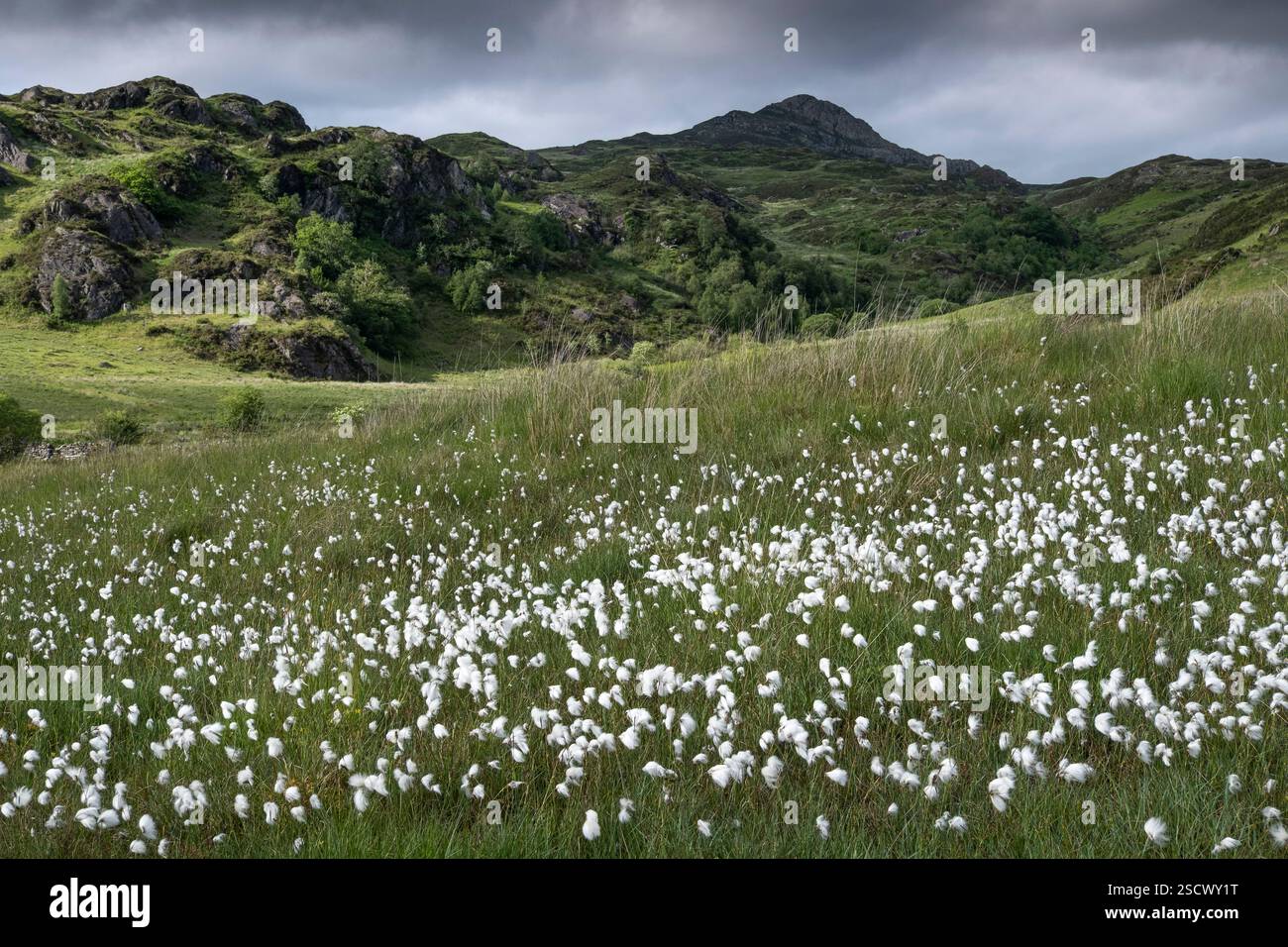 Cotton Grass (Eriophorum angustifolium) below Craig Wen, near Capel ...